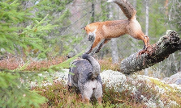 A róka és a kutya | Állati hírek, cikkek, vicces képek, videók ~ Állati ...